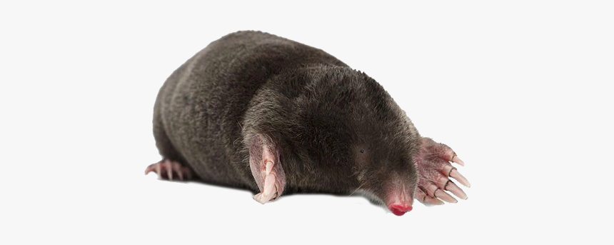 Mole.png, Transparent Png , Transparent Png Image - PNGitem