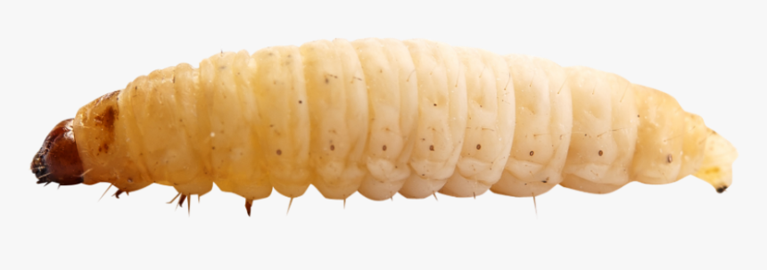 Maggot Insect Png Clipart - Maggot Png, Transparent Png , Transparent ...