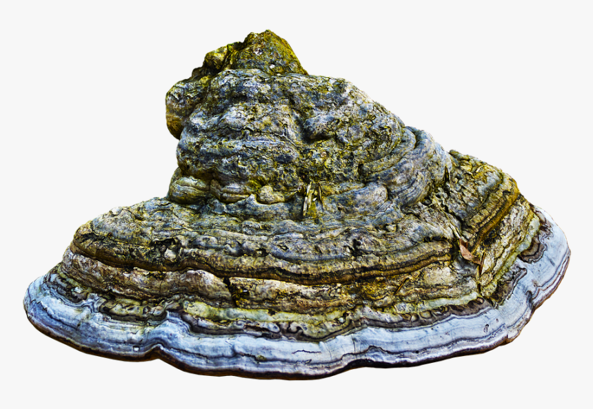 Tree Fungus, Mushroom, Sponge, Parasite - Igneous Rock, HD Png Download ...