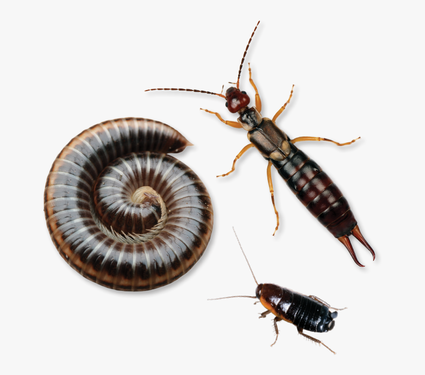 Earwig Insect, HD Png Download , Transparent Png Image - PNGitem