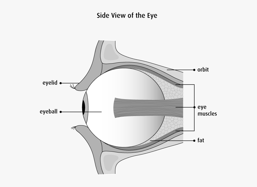 Ball And Socket Joints Protect The Eyes, HD Png Download , Transparent ...