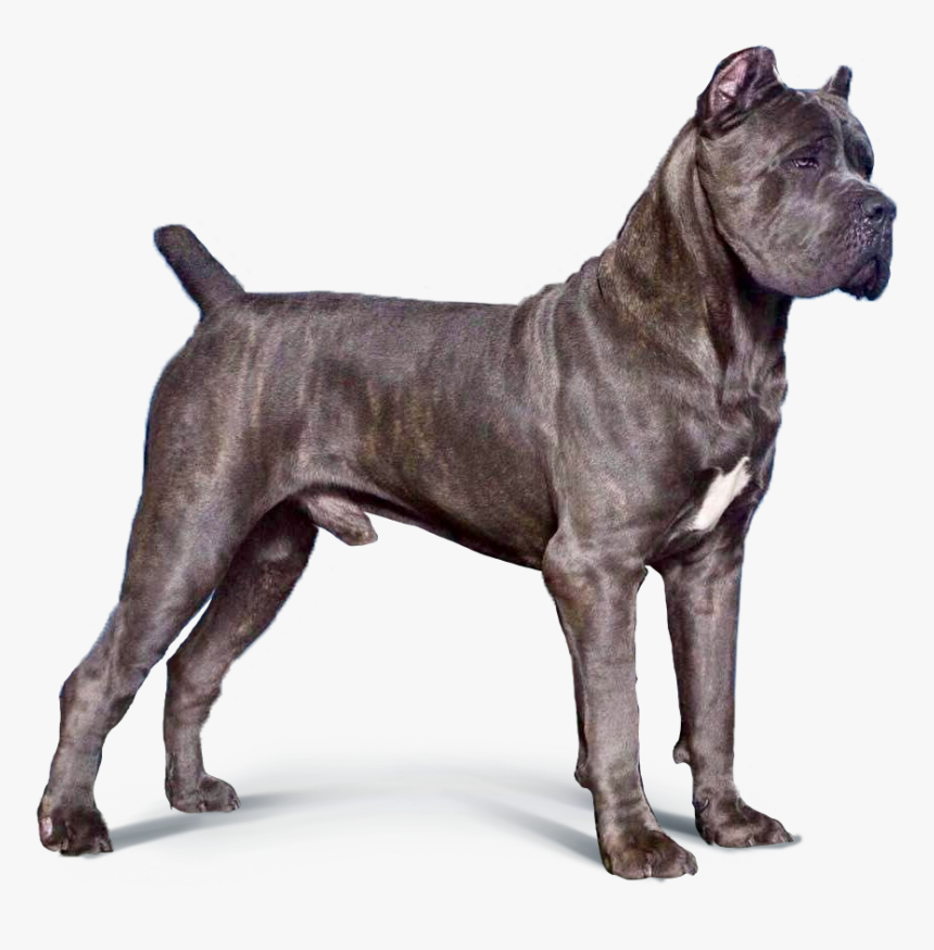 Cane Corso Png, Transparent Png , Transparent Png Image - PNGitem