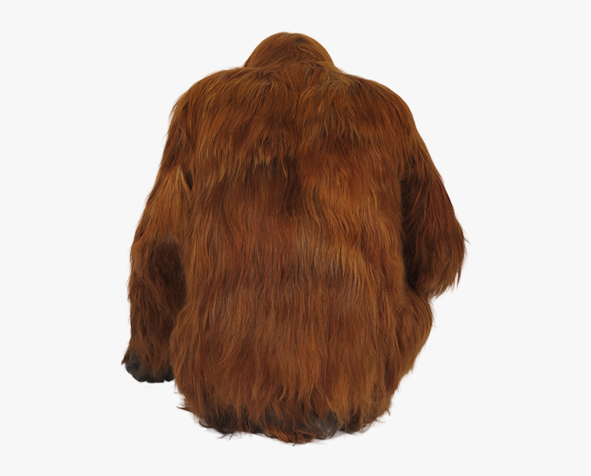 Looking Back Orangutan Picture, HD Png Download , Transparent Png Image ...