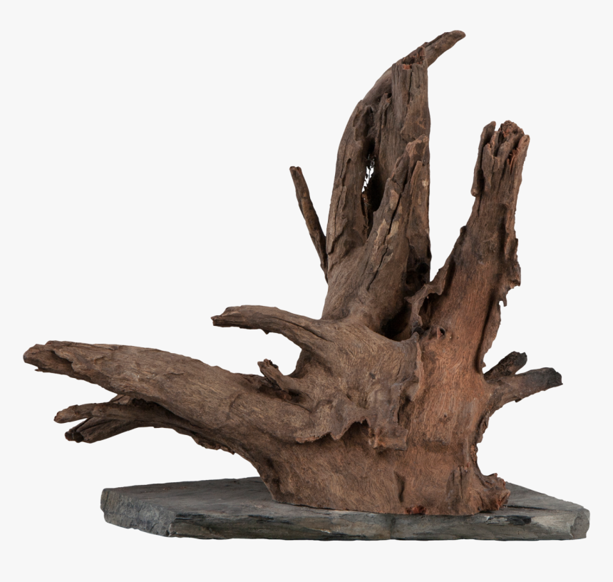 Tree Root Png, Transparent Png , Transparent Png Image - PNGitem