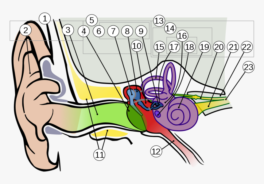 Anatomy Of The Human Ear 1 Intl, HD Png Download , Transparent Png ...
