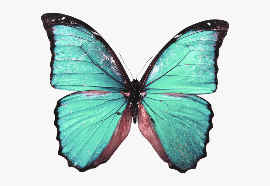 Transparent Butterfly Outline Png, Png Download , Transparent Png Image ...