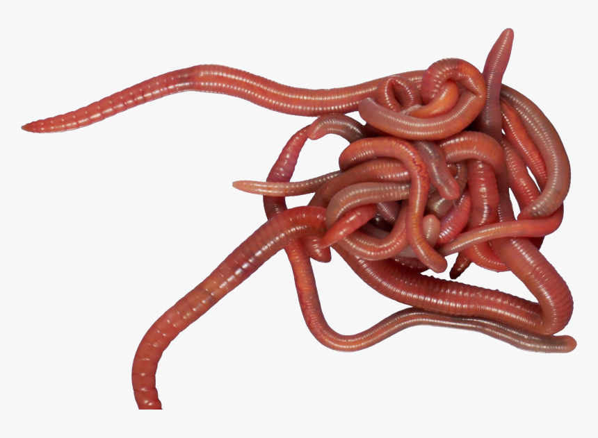 Worms Clear Background, HD Png Download , Transparent Png Image - PNGitem
