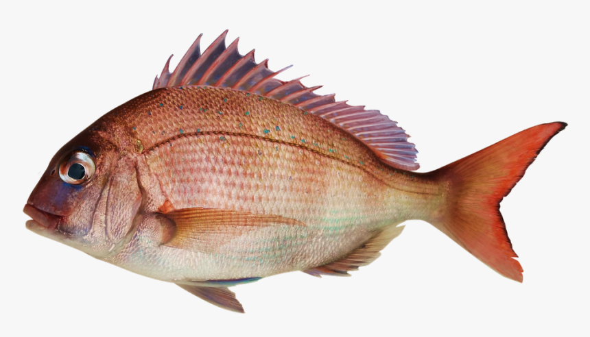 Fish, Snapper, Sea Bream, Bream And Fish - Pagrus Major, HD Png ...
