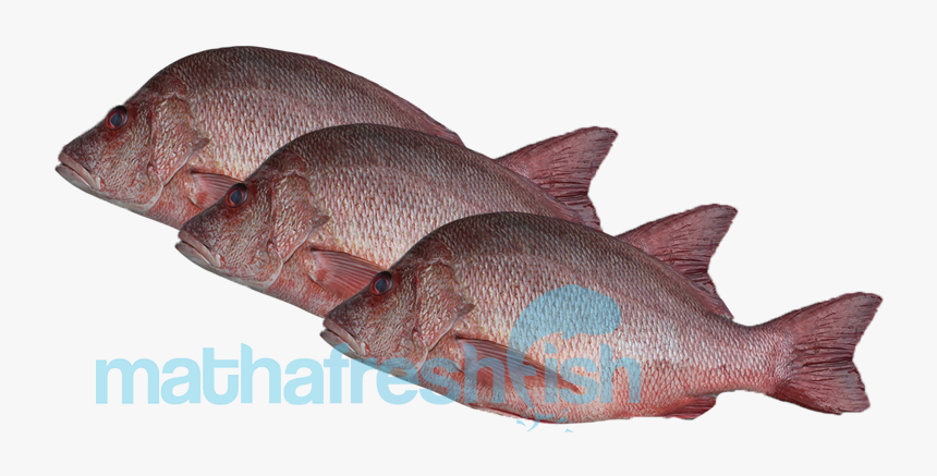 Red Snapper, HD Png Download , Transparent Png Image - PNGitem