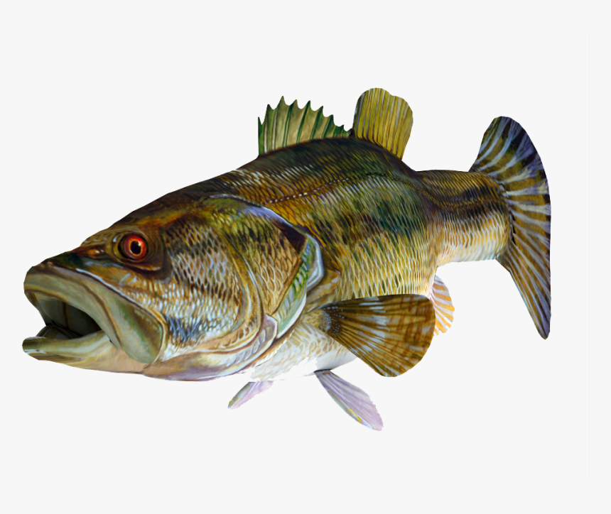 Bass Fish Png