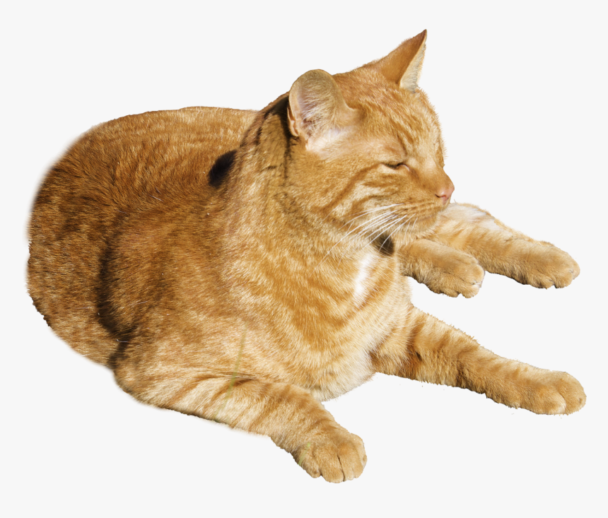 Orange Tabby Cat Transparent Background, HD Png Download , Transparent Png Image - PNGitem
