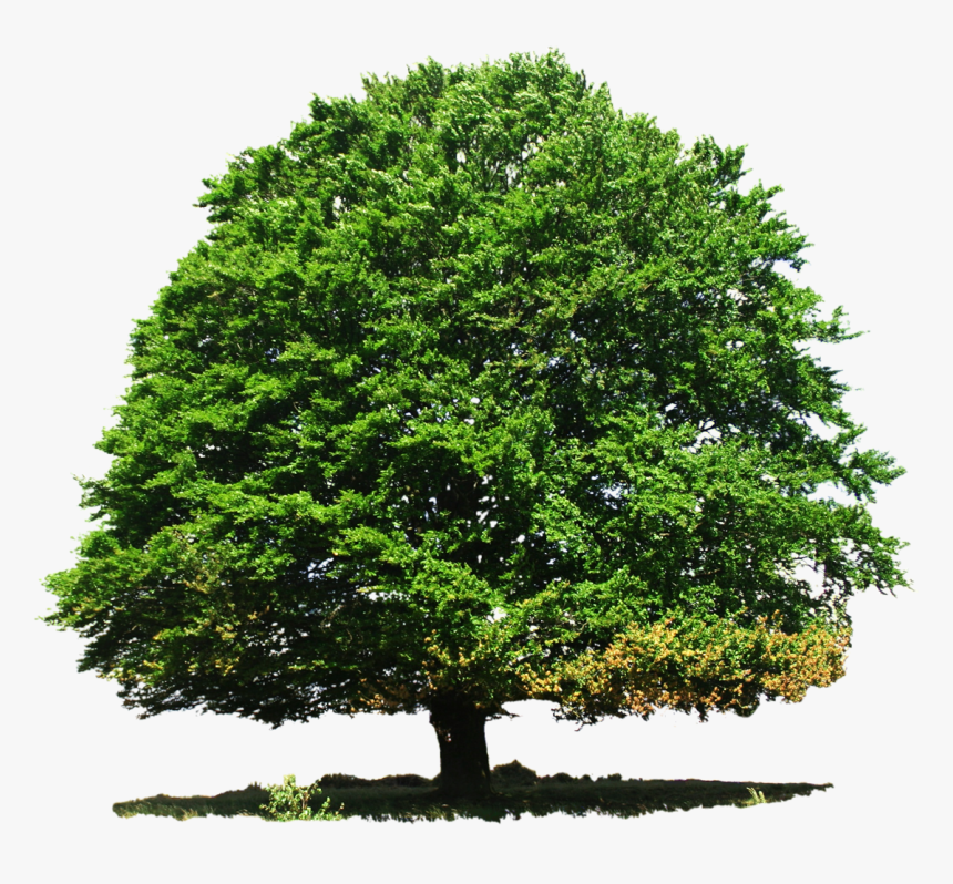 Nature Png Photo - Deciduous Tree In Summer, Transparent Png ...