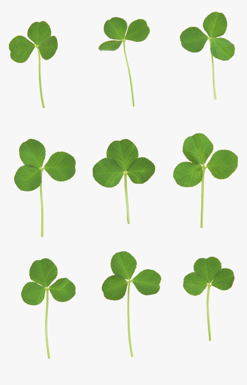 Clover Texture Png, Transparent Png , Transparent Png Image - PNGitem