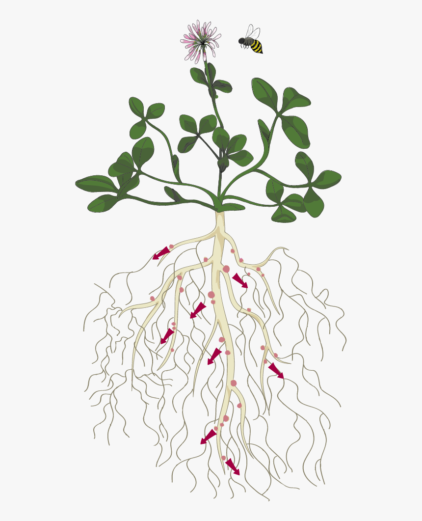 Clover Plant With Roots, HD Png Download , Transparent Png Image - PNGitem