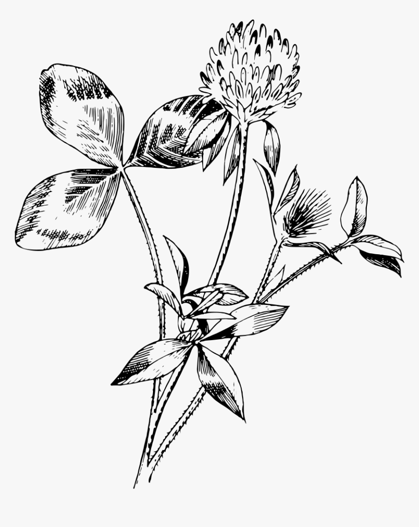 Red Clover - Drawings Of Red Clover, HD Png Download , Transparent Png ...