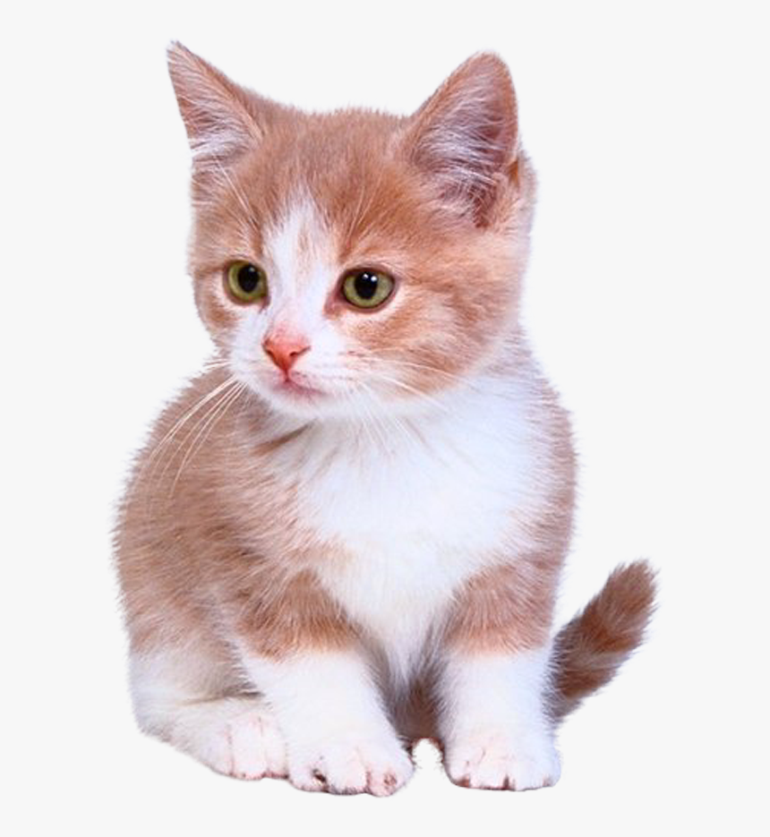 Bengal Cat Kitten Puppy Dog Cuteness - Laser Pointer For Cats, HD Png ...