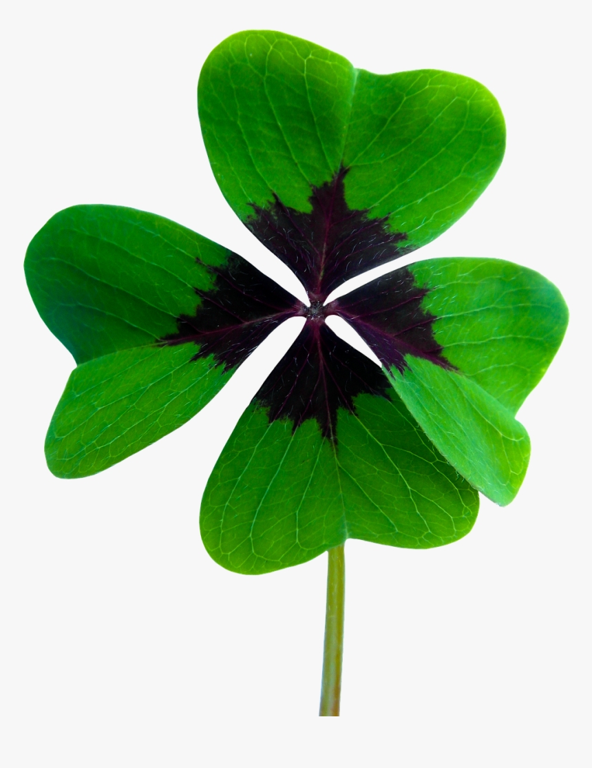 Clover Flower Png, Transparent Png , Transparent Png Image - PNGitem
