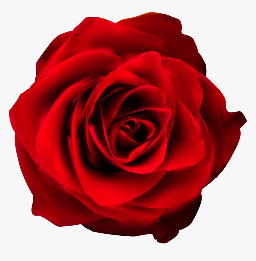 Transparent Rosas Rojas Png - Red Rose Transparent Background, Png Download , Transparent Png ...