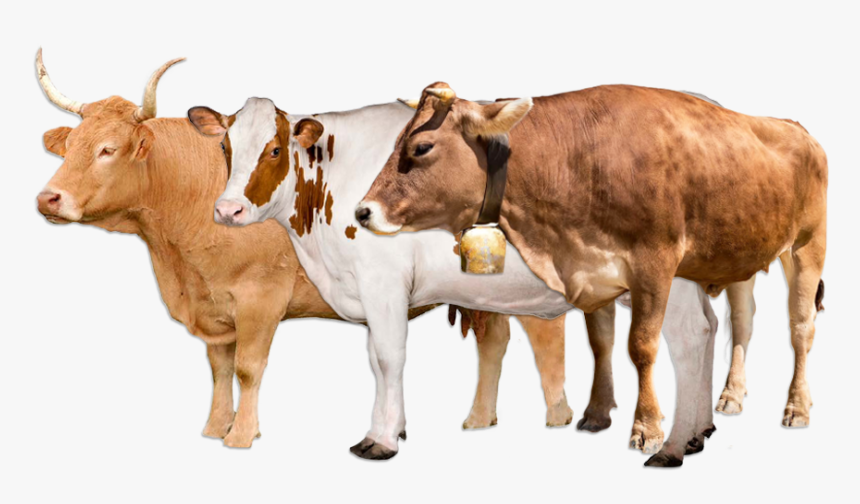 Herd, HD Png Download , Transparent Png Image - PNGitem