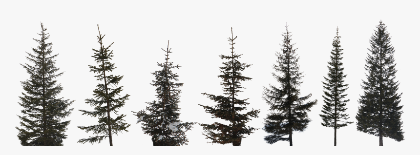 Preview - High Resolution Pine Tree, HD Png Download , Transparent Png ...