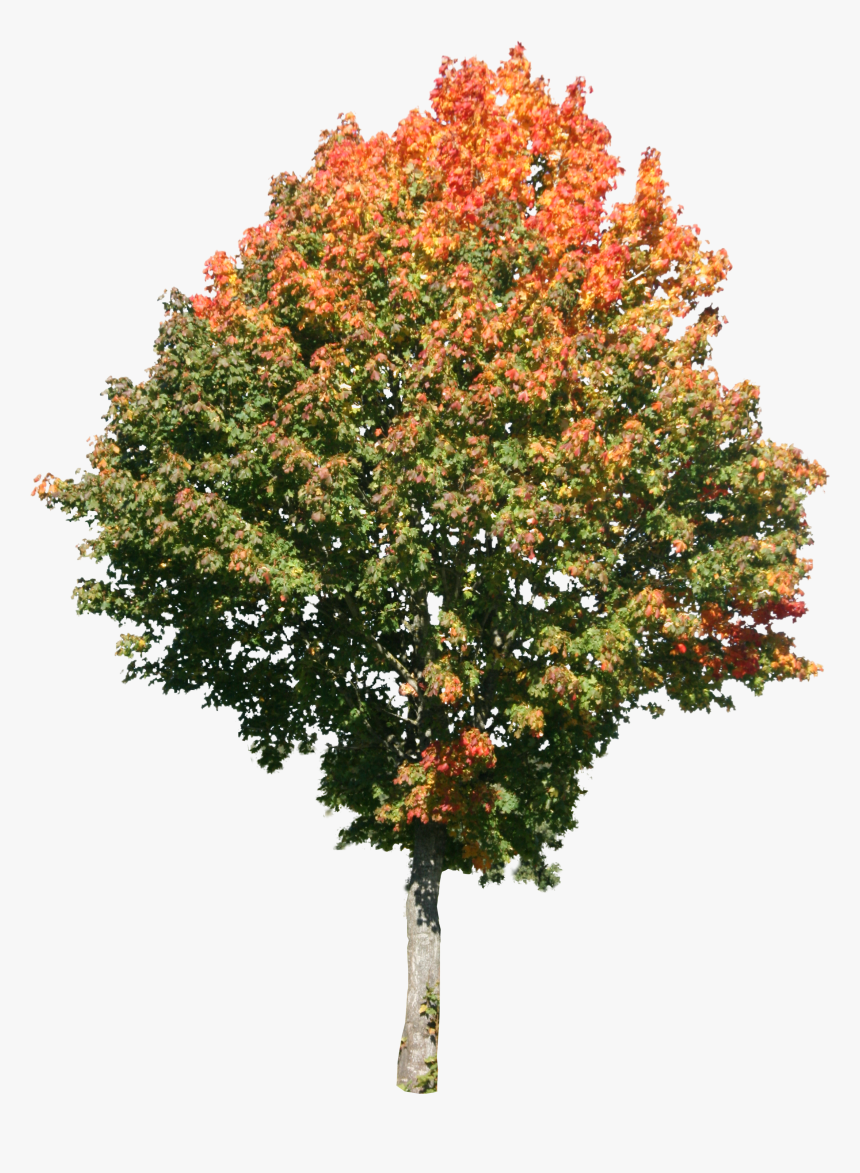Tree Png High Resolution - High Res Tree Png, Transparent Png ...