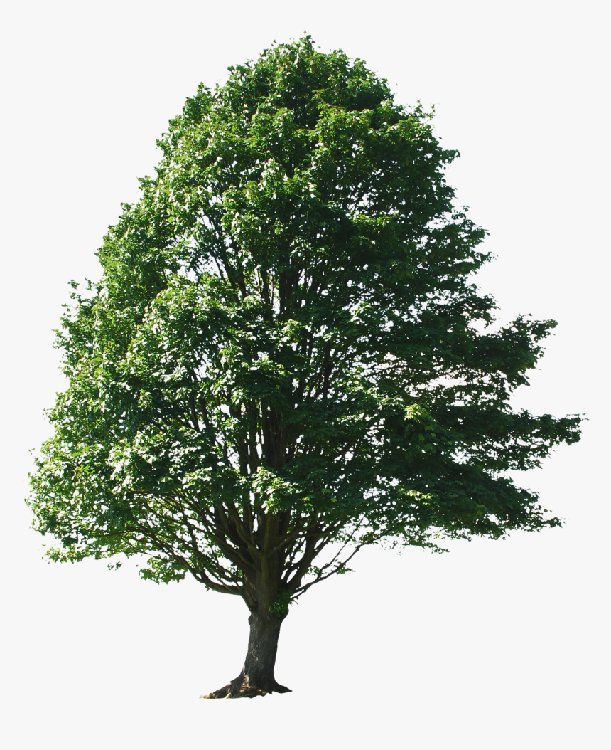 Transparent Png Trees For Photoshop - Big Tree Photoshop, Png Download ...