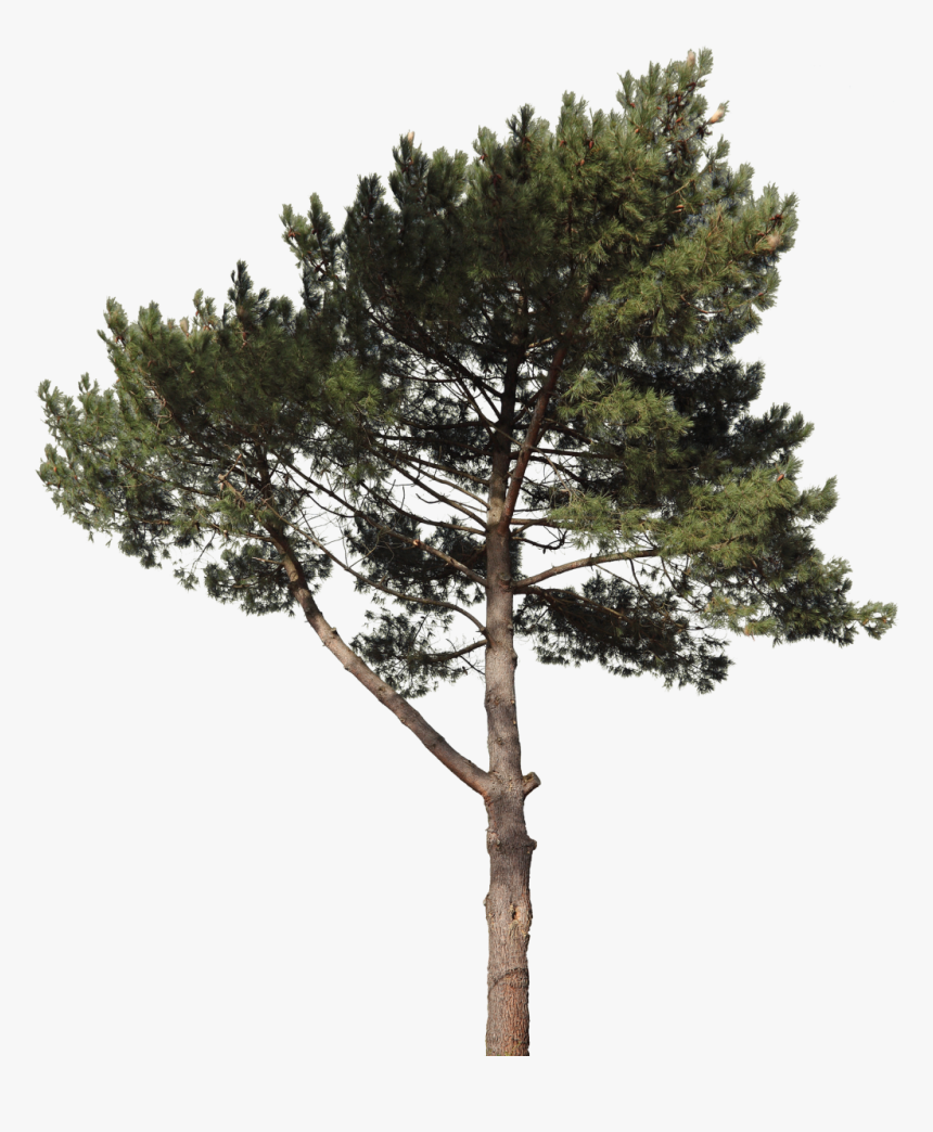 Pine Tree Cut Out Png, Transparent Png , Transparent Png Image - PNGitem