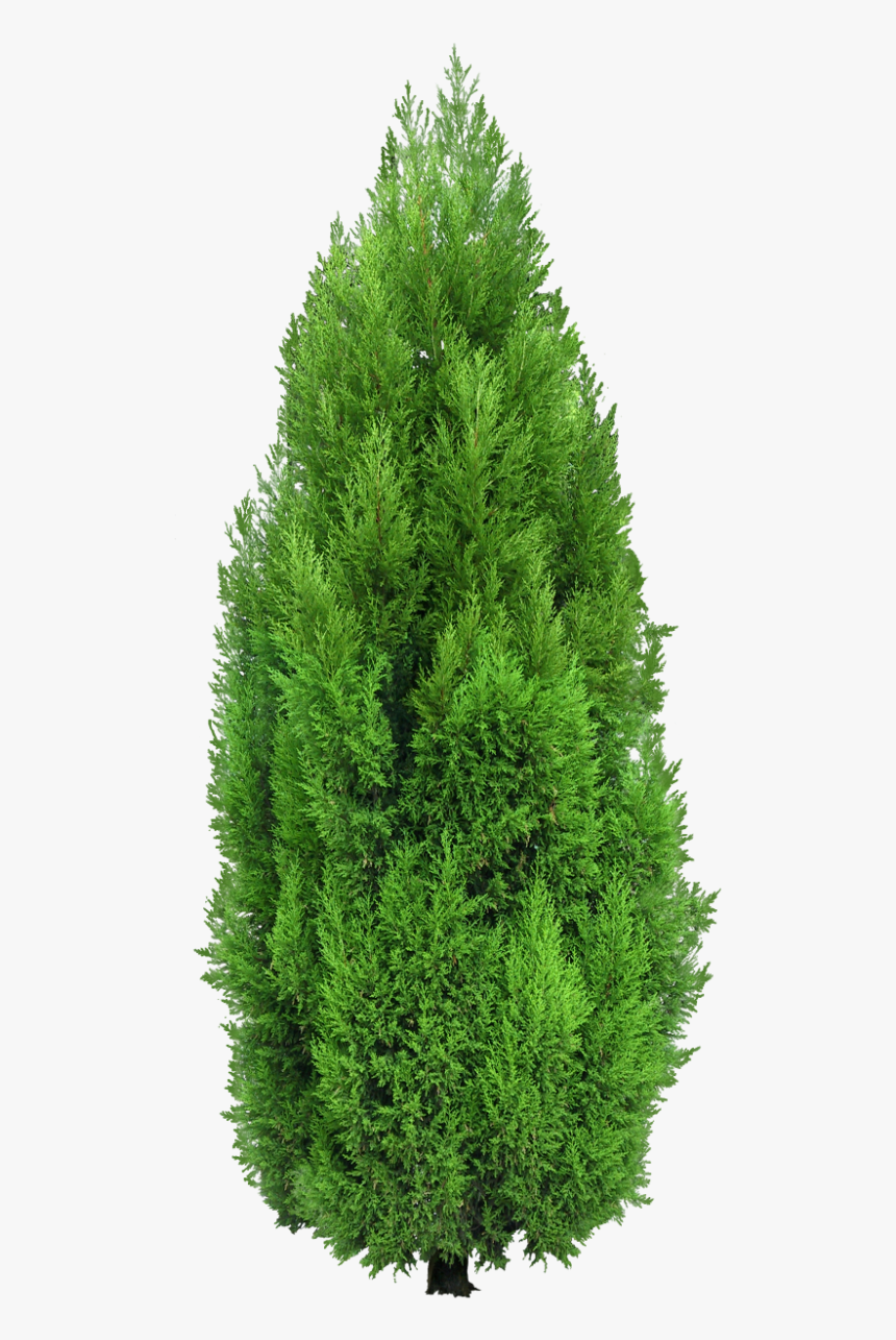 Cypress Tree Png, Transparent Png , Transparent Png Image - PNGitem