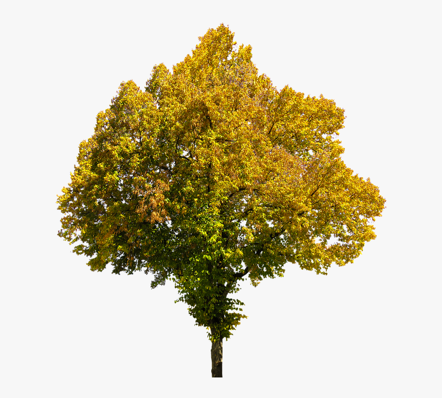 Autumn, Time Of Year, Tree, Leaves, Png, Isolated - Fall Tree ...