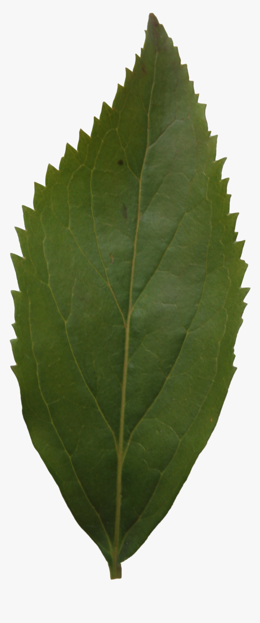 Leaf, HD Png Download , Transparent Png Image - PNGitem