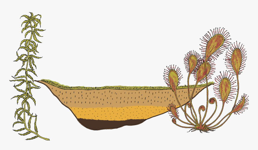 Mire - Illustration - Illustration, HD Png Download , Transparent Png ...