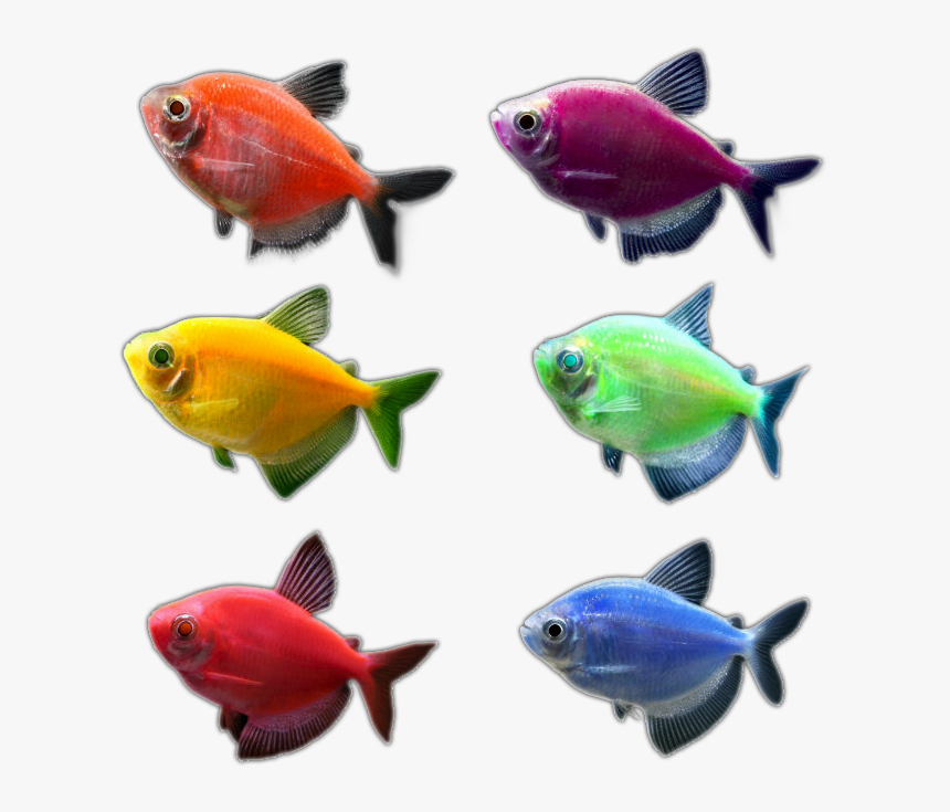 Glo Fish Clip Art - Glofish Tetra Png, Transparent Png , Transparent ...