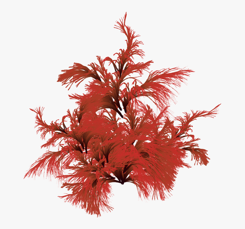 Red Brown Algae, HD Png Download , Transparent Png Image - PNGitem