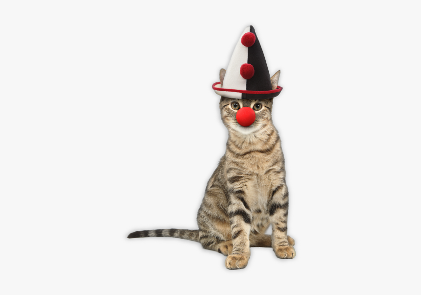 Cat Clown, HD Png Download , Transparent Png Image - PNGitem