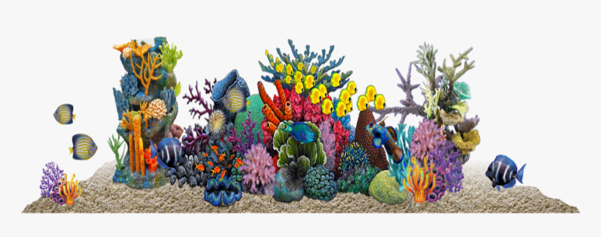 Coral Reef Png, Transparent Png , Transparent Png Image - PNGitem