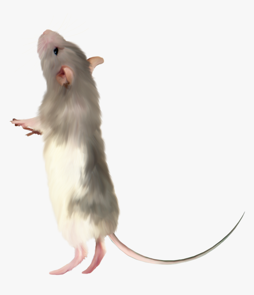 Gerbil - Transparent Background Rats Png, Png Download , Transparent ...