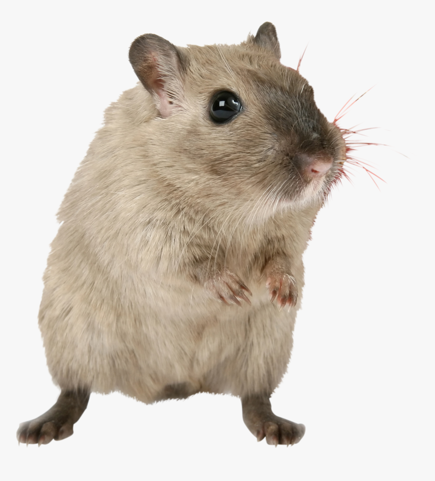 Mouse, HD Png Download , Transparent Png Image - PNGitem