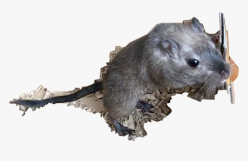 Gerbil Freetoedit - Mouse, HD Png Download , Transparent Png Image ...
