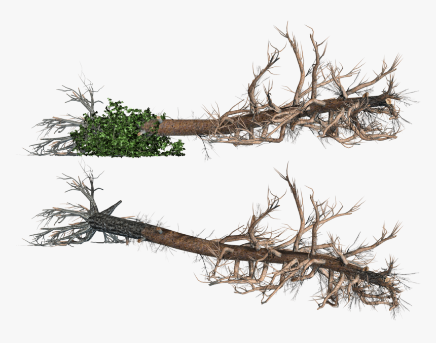 Fallen Tree No Background, HD Png Download , Transparent Png Image ...