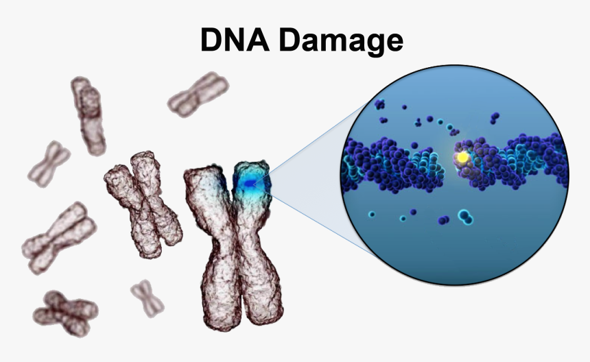 Cell With Damaged Dna, HD Png Download , Transparent Png Image - PNGitem