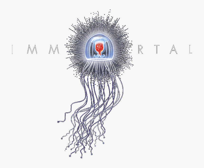 Transparent Immortal Png - Sketch, Png Download , Transparent Png Image ...