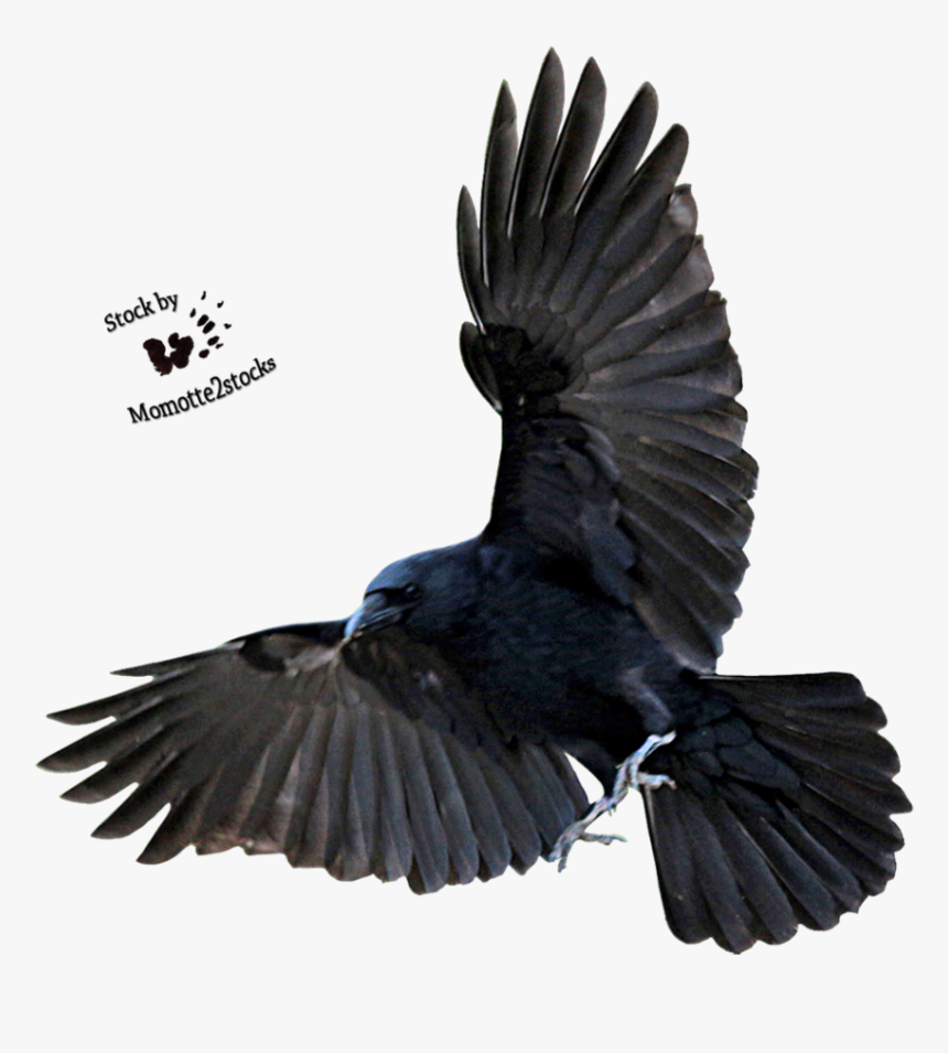 Flying Crow Png, Transparent Png , Transparent Png Image - PNGitem