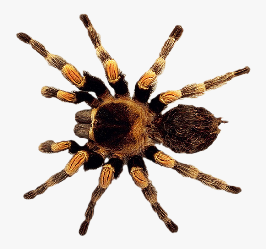 Spider Png Image - High Resolution Insects Hd, Transparent Png ...