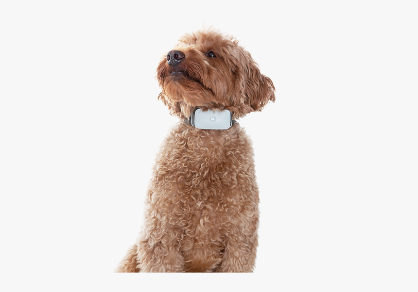 Labradoodle, HD Png Download , Transparent Png Image - PNGitem