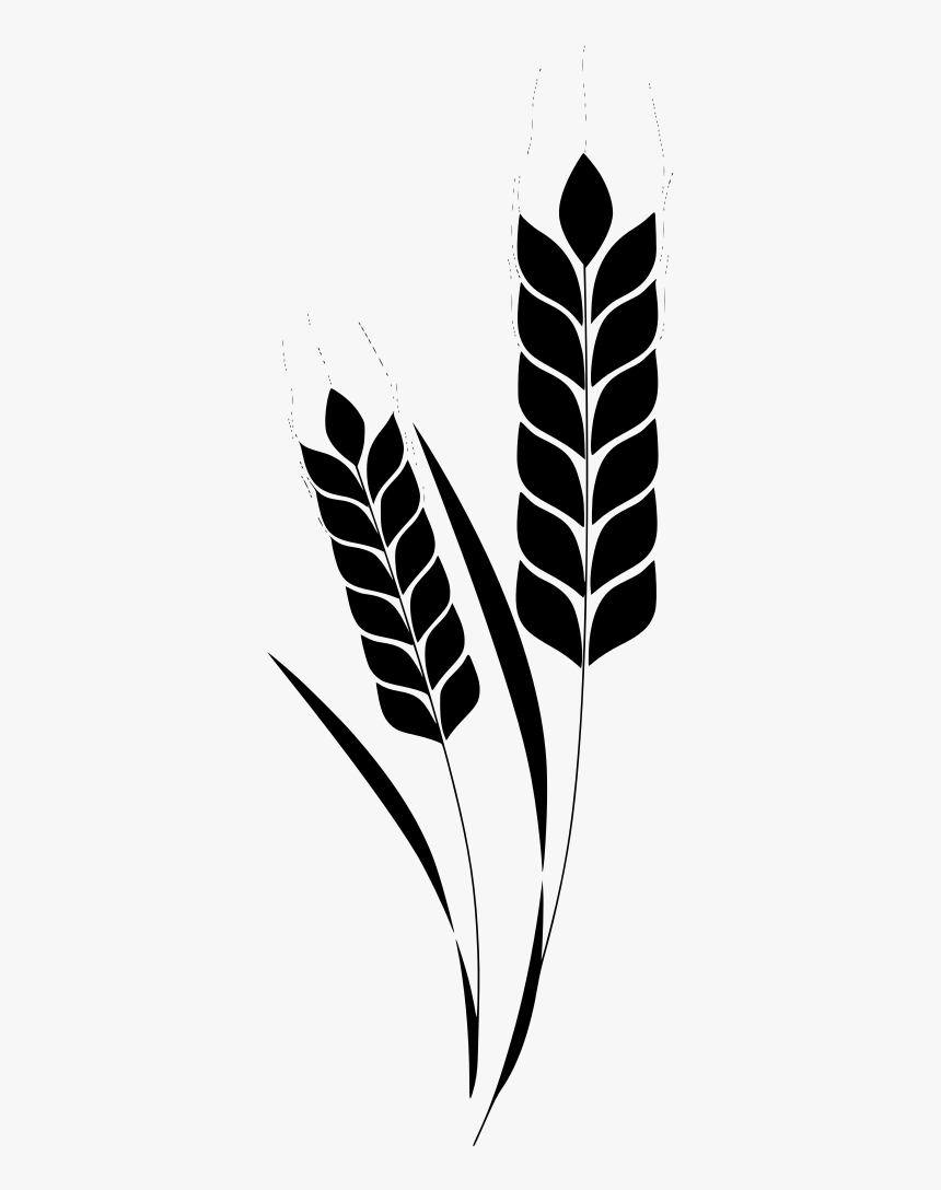 Vector Library Stock Corn Plant Wheat Stem Free Image - Barley Clipart ...