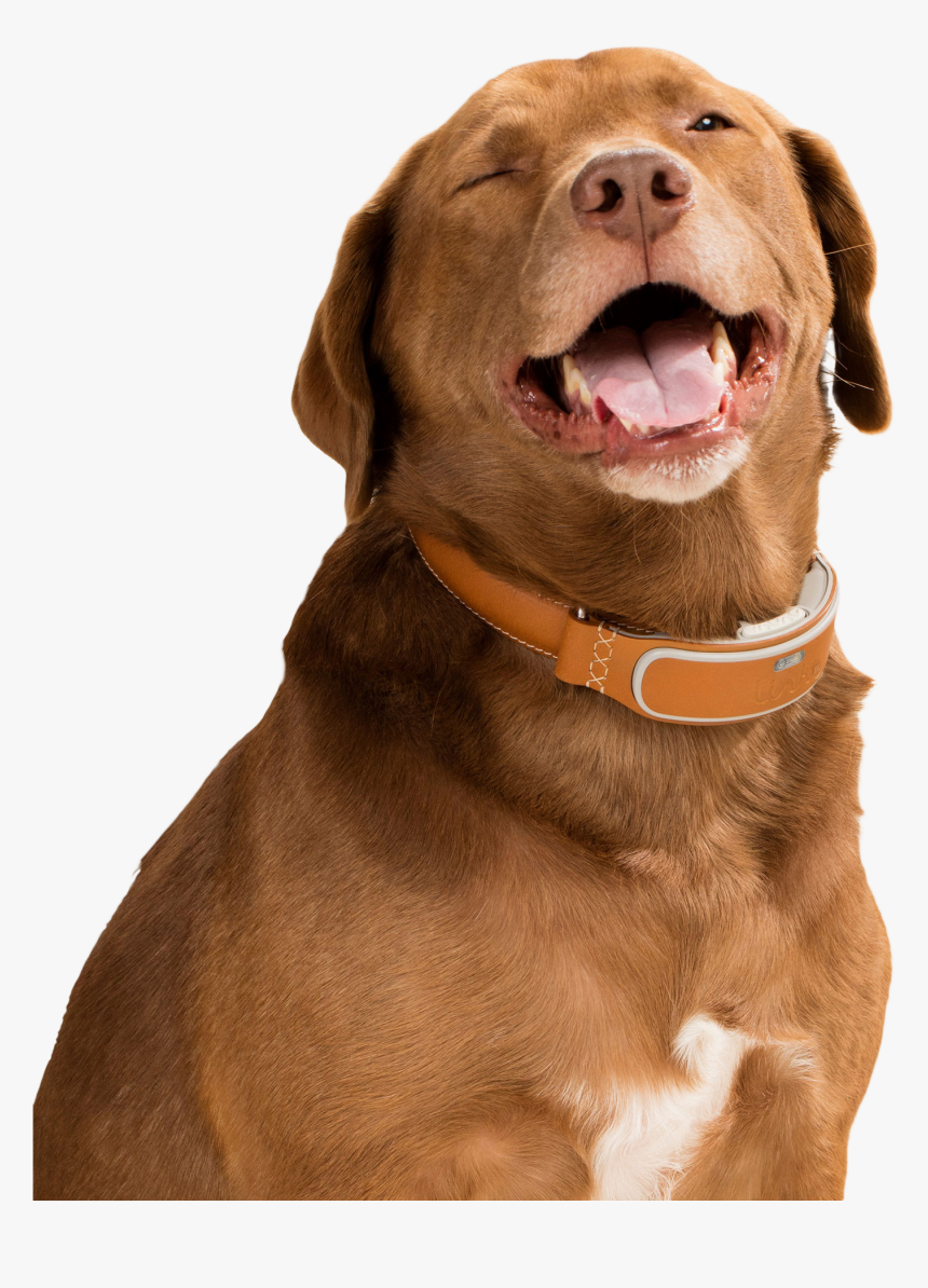 Happy April Fools Day Dog With Smart Collar - Dog With Smart Collar, HD ...
