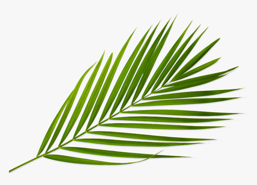 Sabal Minor, HD Png Download , Transparent Png Image - PNGitem