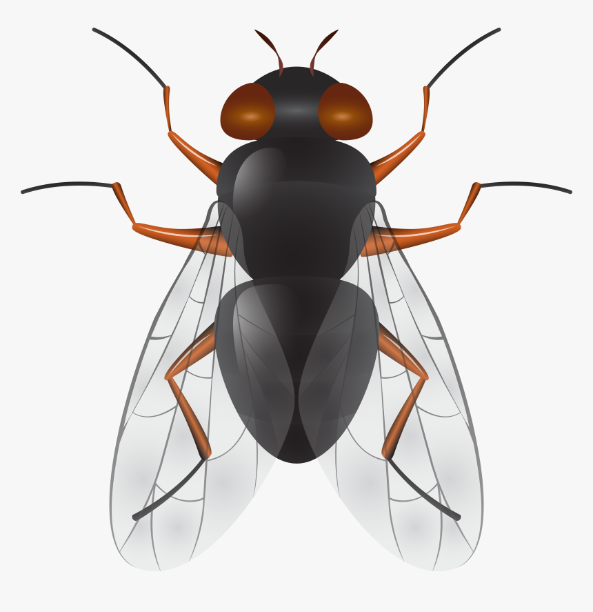 Fly Png Clip Art, Transparent Png , Transparent Png Image - PNGitem