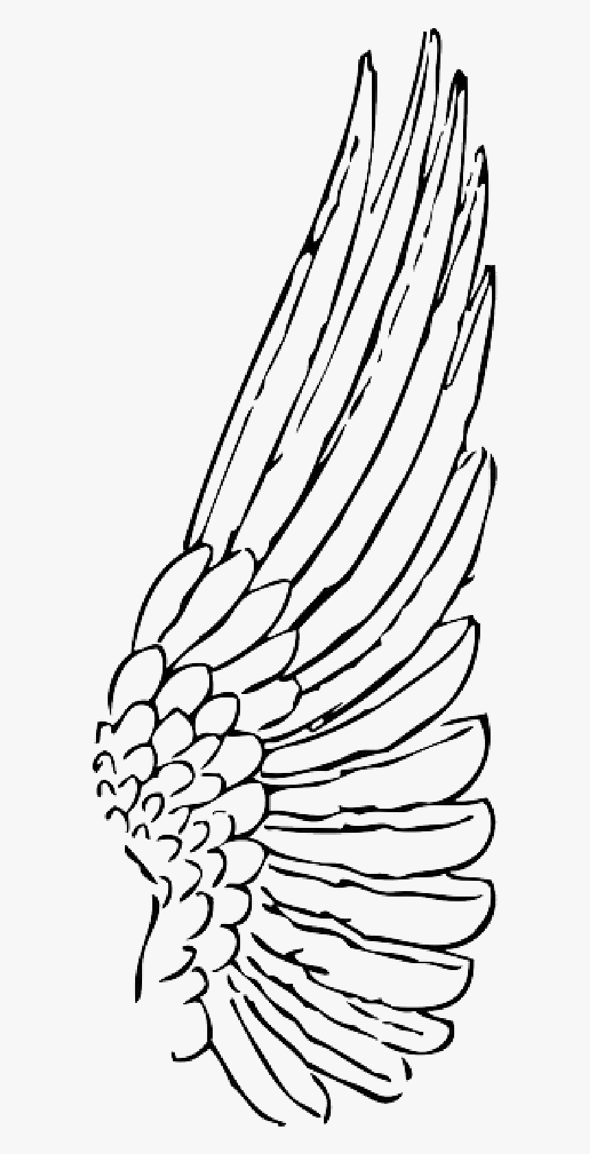 Wings Drawing Side View, HD Png Download , Transparent Png Image - PNGitem