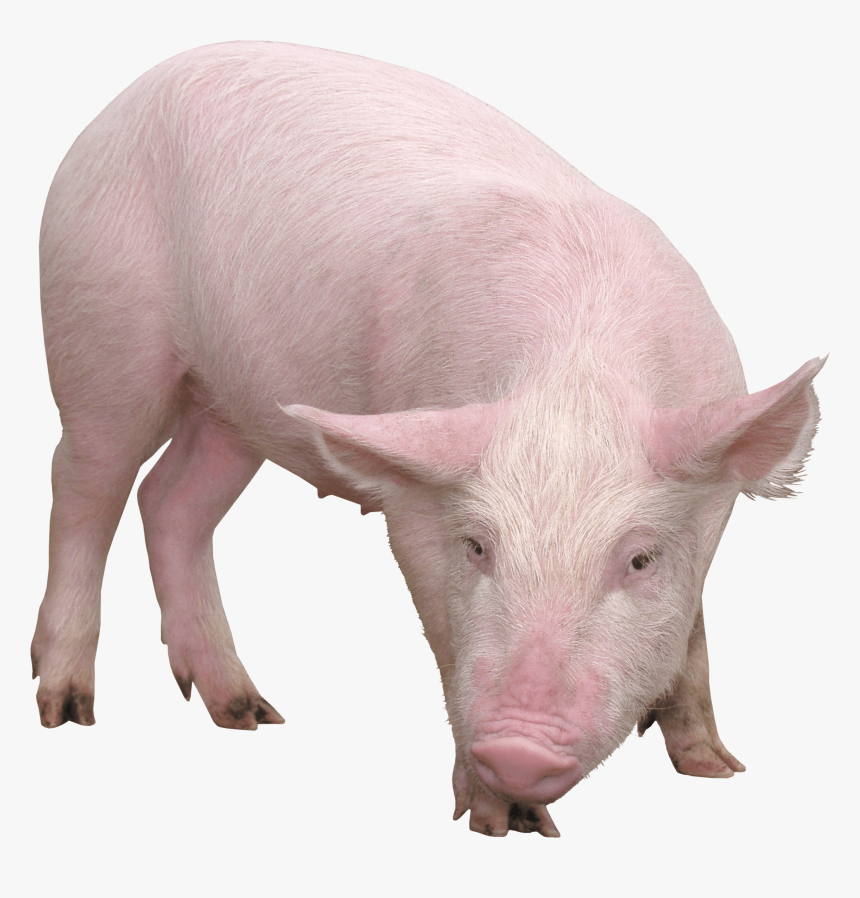 Download Pig Png Image Png Image Pngimg - Pig Png, Transparent Png ...